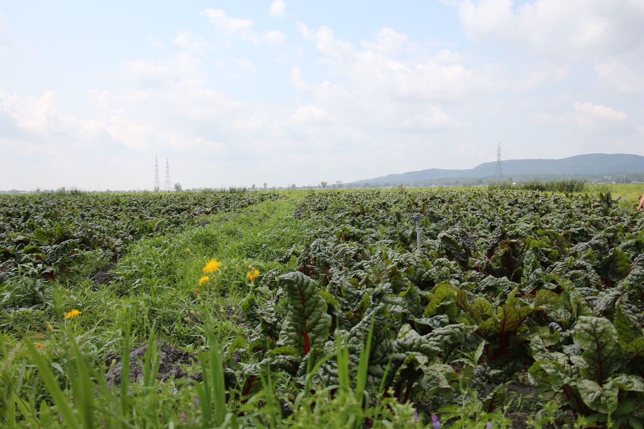 Manger local : essentiel, peu importe ton budget | Béatrice