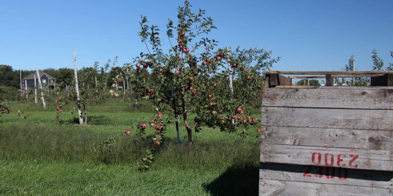 Quoi faire au Québec cet automne? | Béatrice