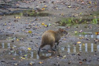 Ce que tu dois savoir avant de visiter le Roatán | Béatrice